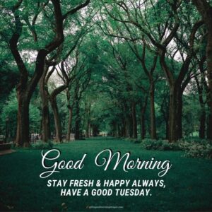 65+ Beautiful Good Morning Tuesday Images [Updated]