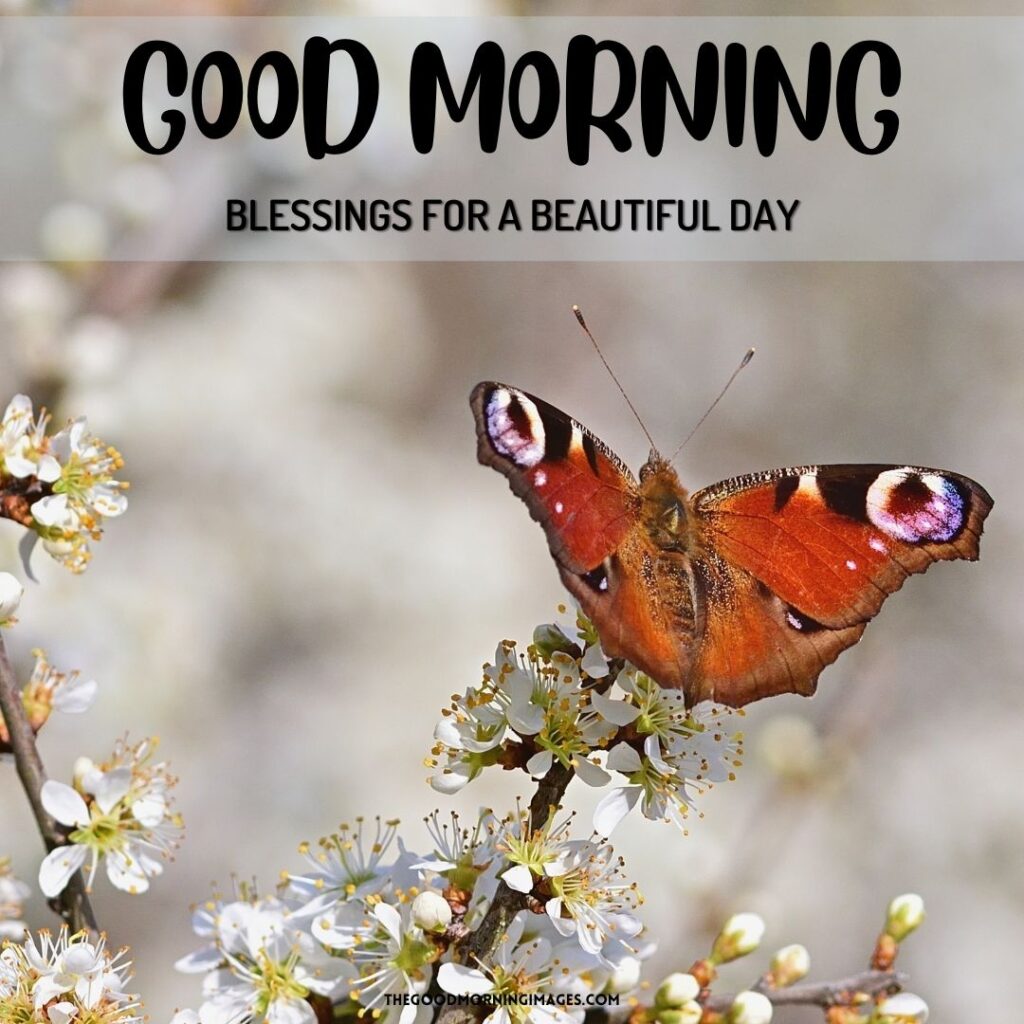 85+ Fantastic Good Morning Spring Images With Wishes