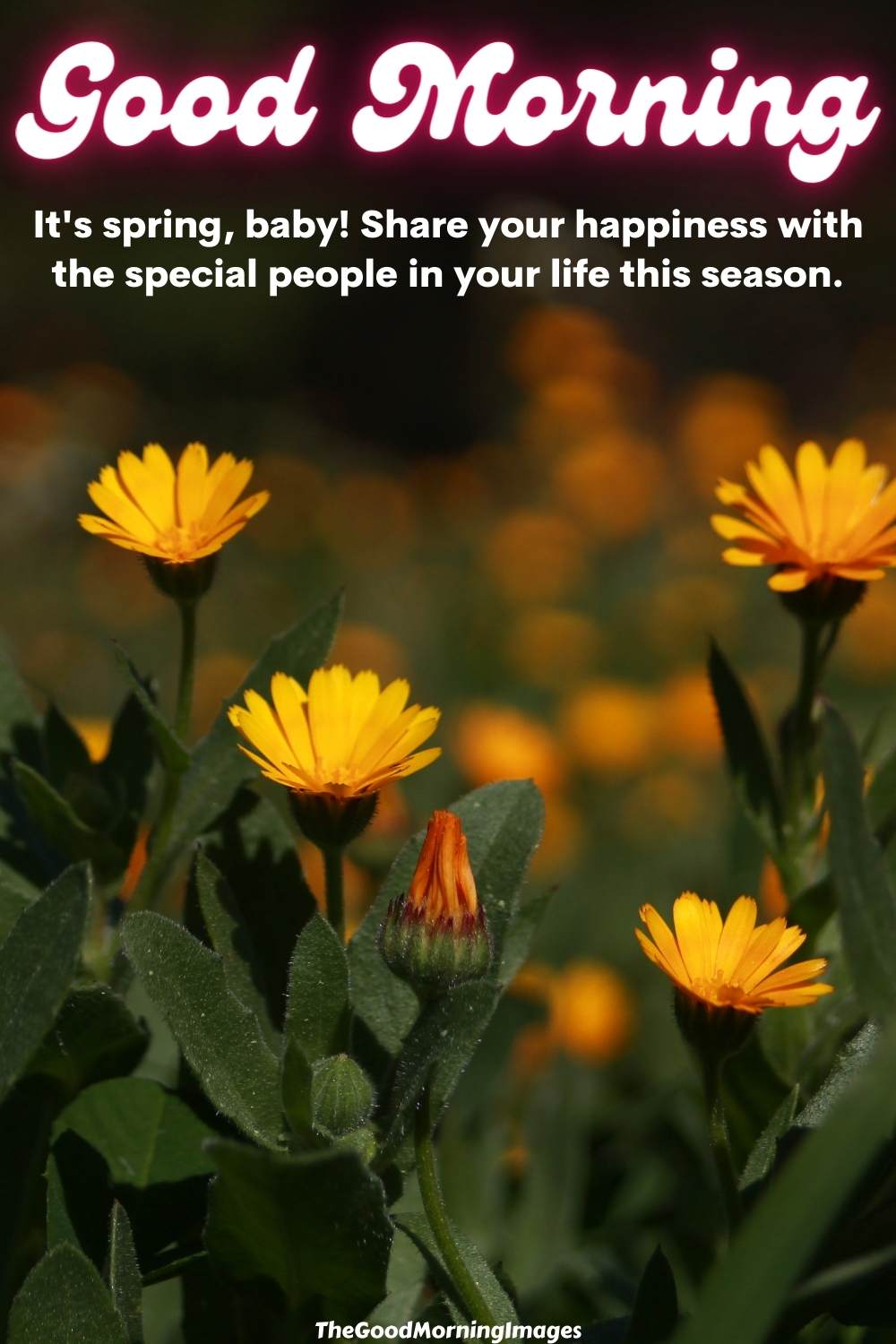 85+ Fantastic Good Morning Spring Images With Wishes