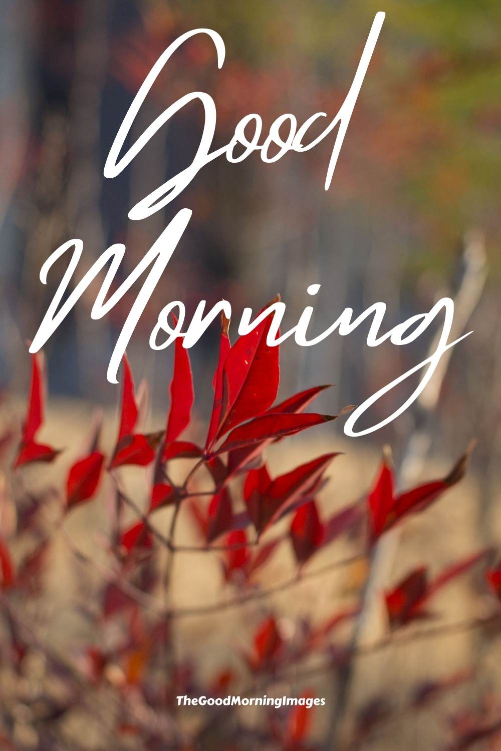 85+ Fantastic Good Morning Spring Images With Wishes