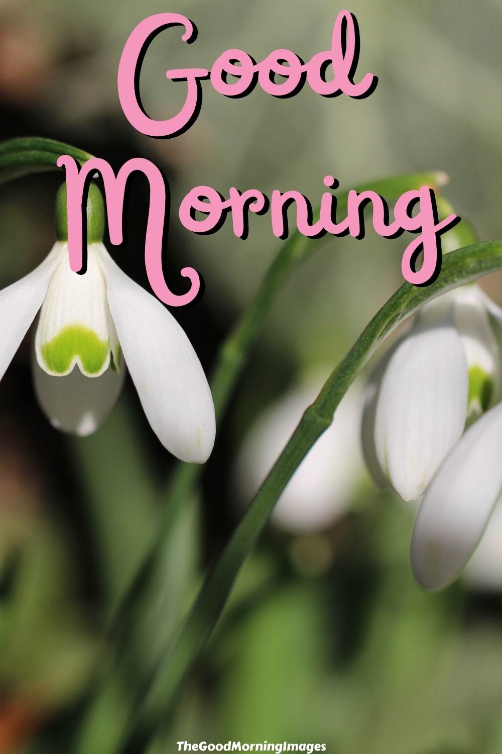 85+ Fantastic Good Morning Spring Images With Wishes