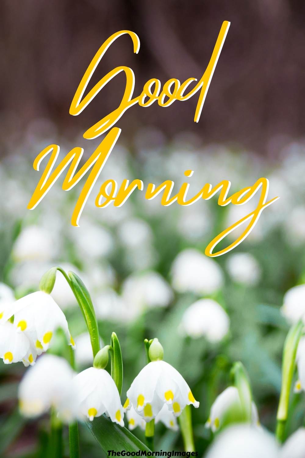85+ Fantastic Good Morning Spring Images With Wishes